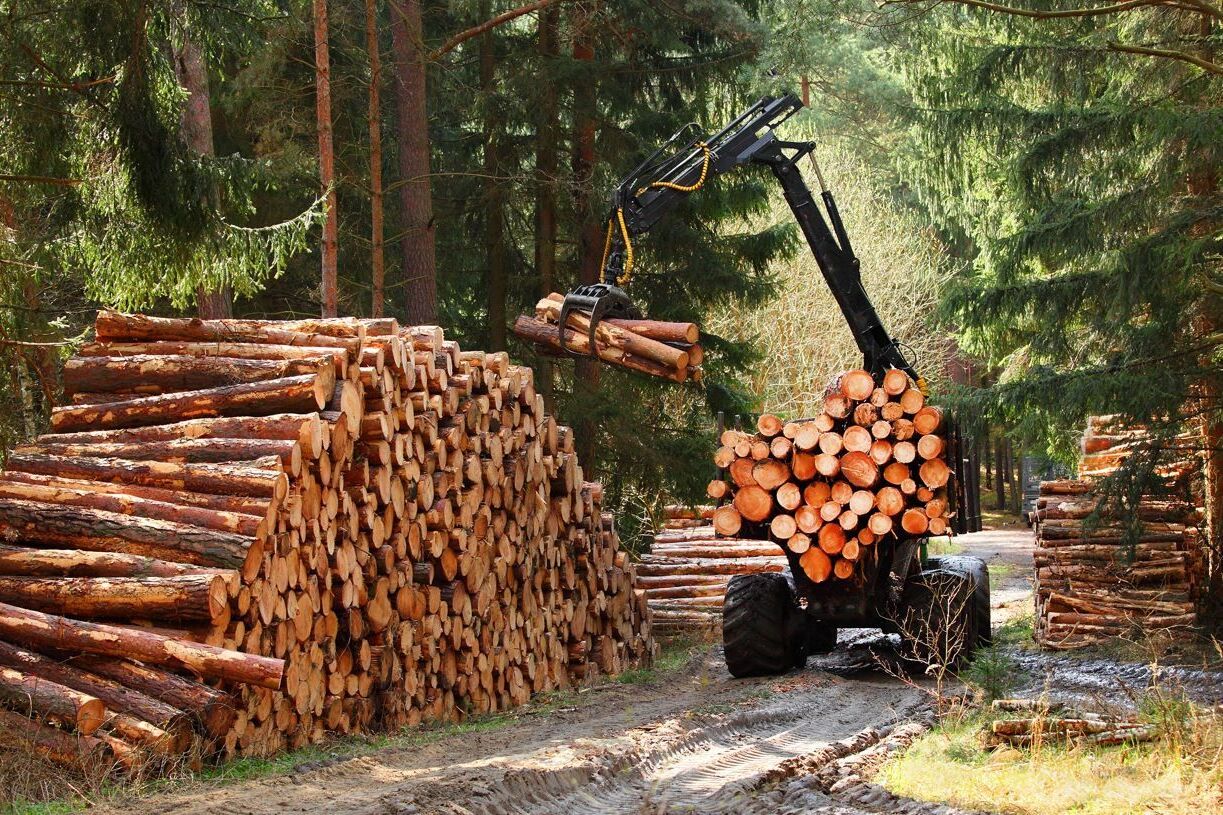 Studium der Holztechnik und Holzwirtschaft in Mosbach